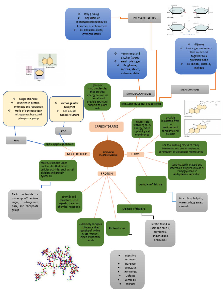 Concept Map Botany | PDF | Lipid | Proteins