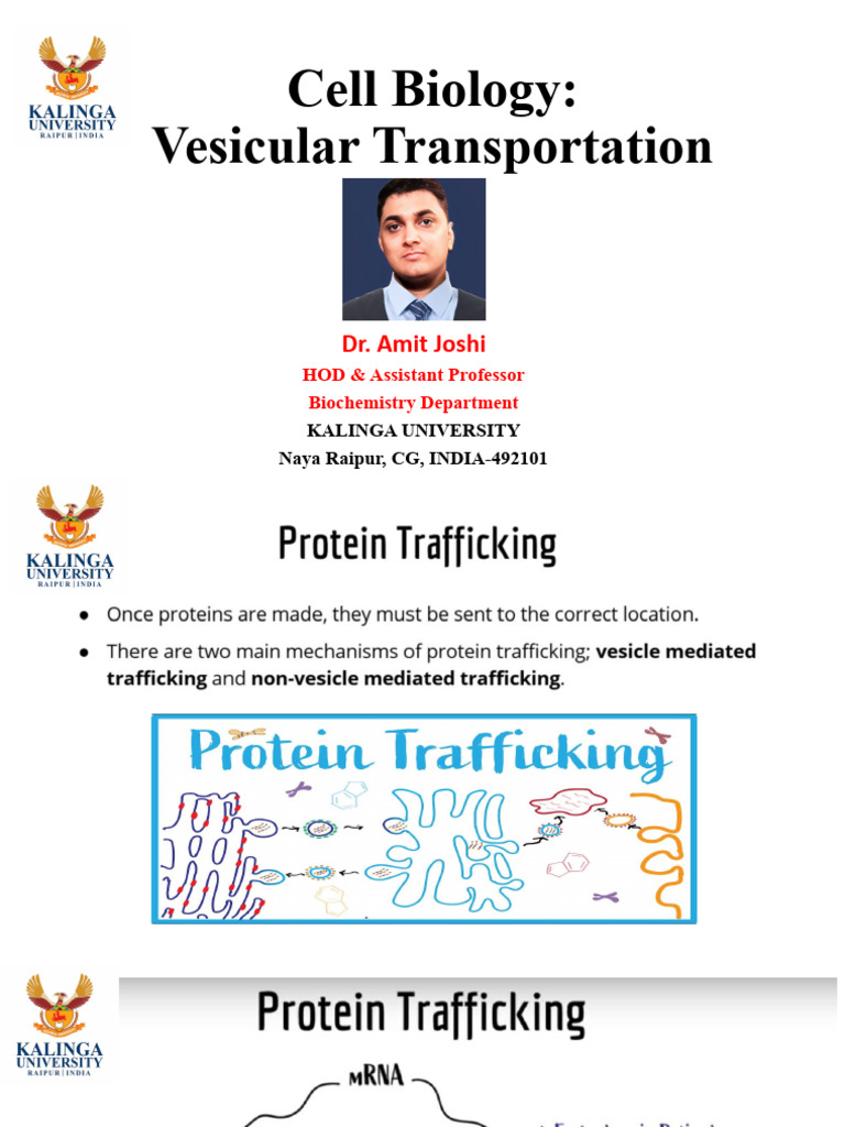 Cell Bio - Transport Vesicular | PDF