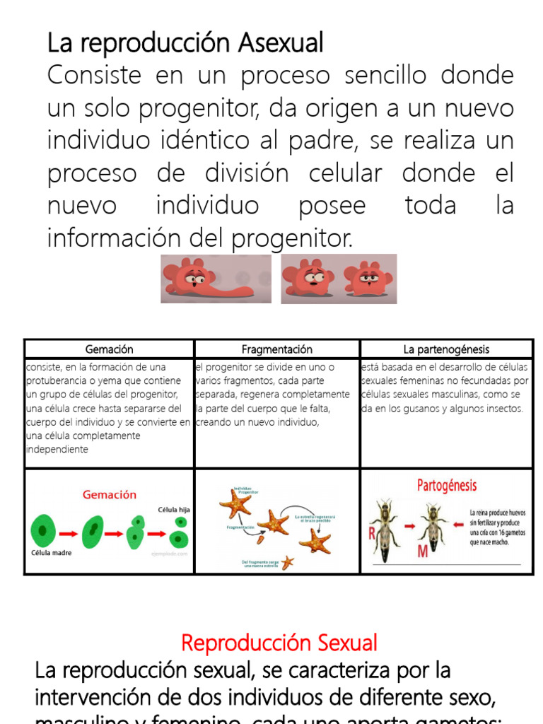 Repro Ducci On | PDF | Sexo | Hembra