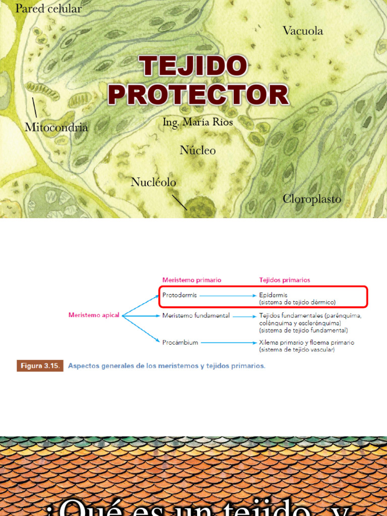 05.1 Tejido Protector | PDF | Hoja | Morfología Vegetal