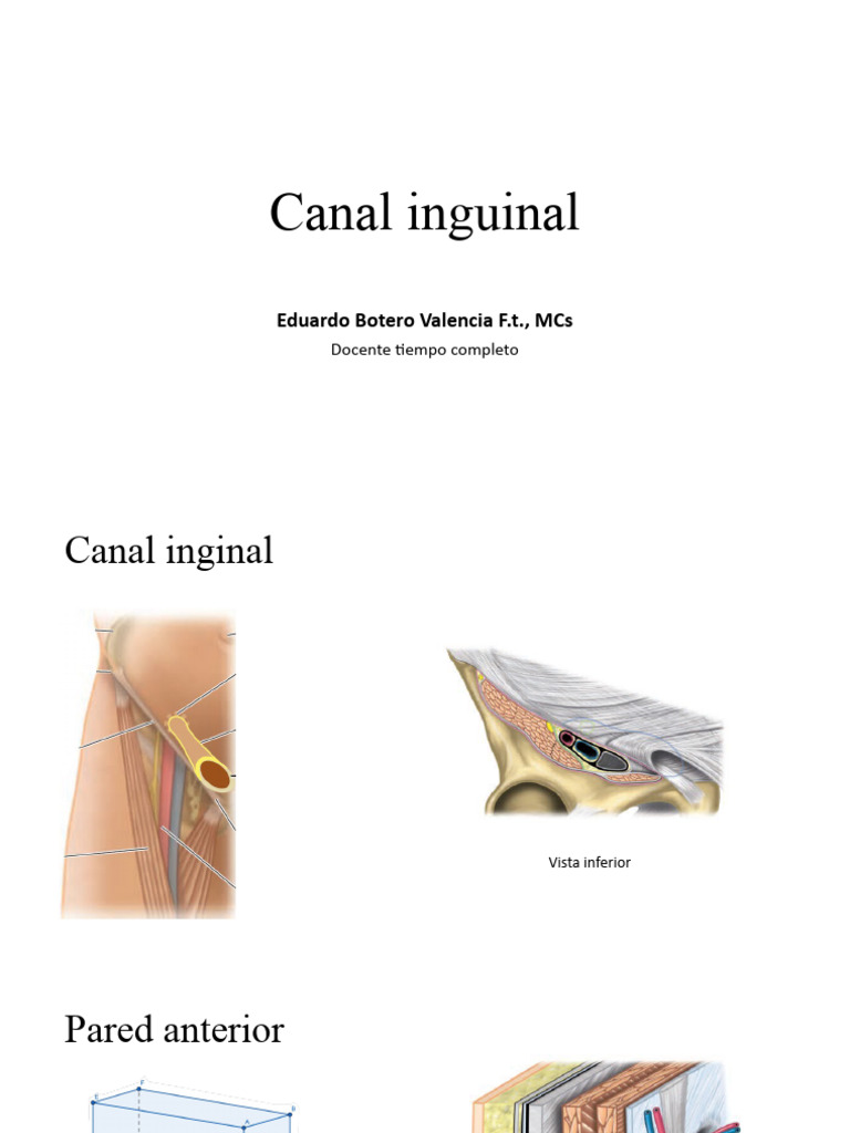 Canal Inguinal | PDF