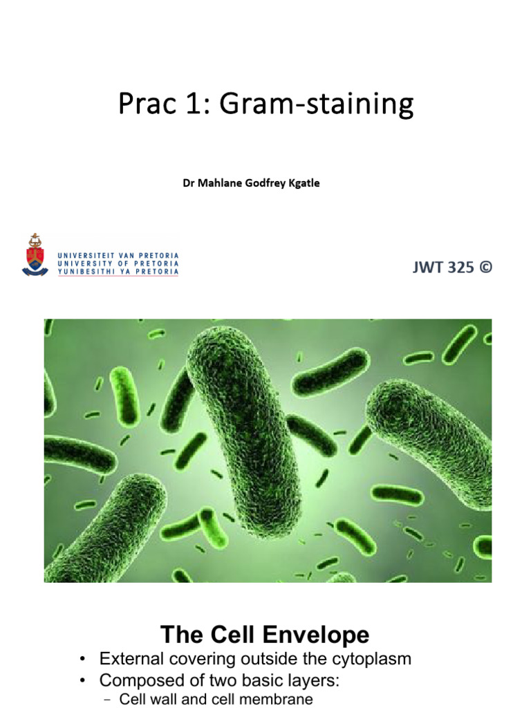Prac 1 Q4 Gram Staining JWT 325 | PDF