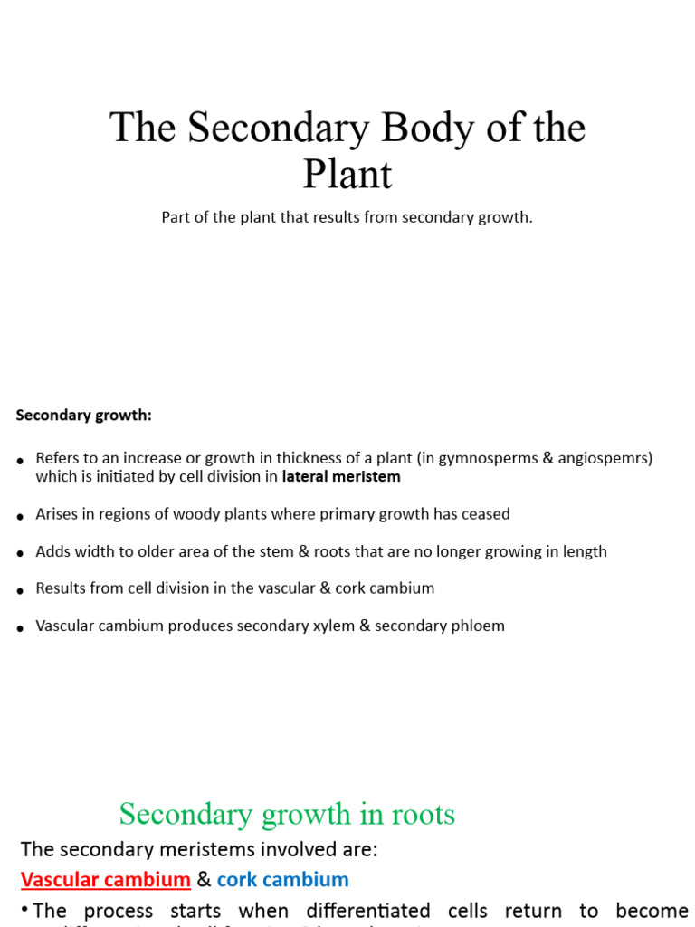 Secondary Growth in Plant Stems | PDF | Plant Stem | Root