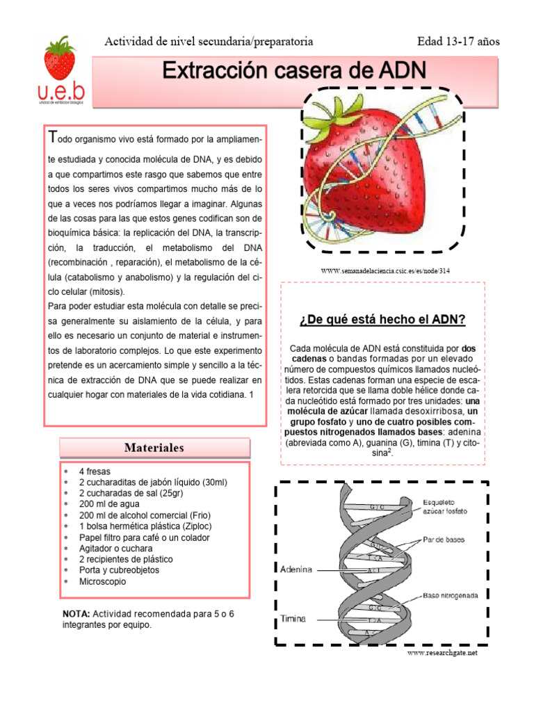 Extracción ADN | PDF | Adn | Química