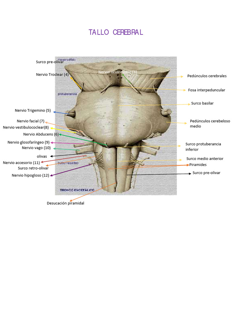 Anatomía del Tallo Cerebral | PDF