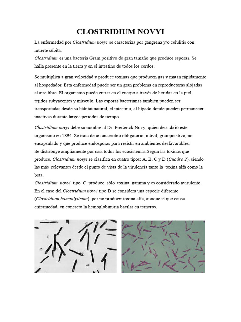 Clostridium Novyi | PDF