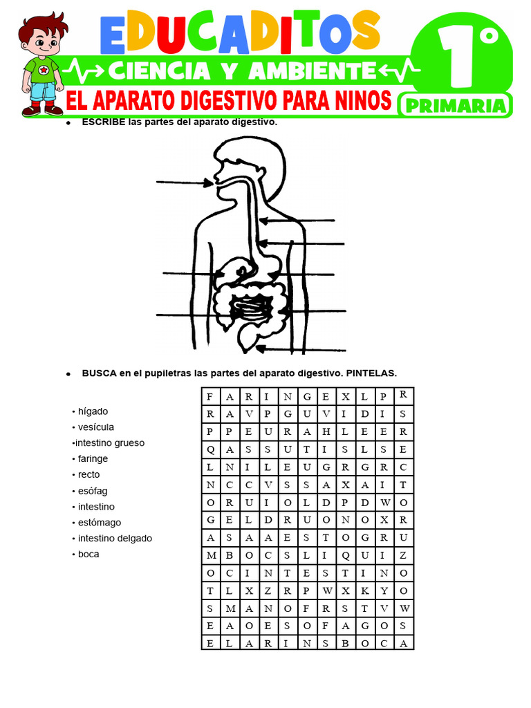 El Aparato Digestivo para Ninos para Primer Grado de Primaria | PDF