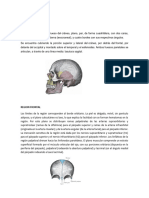 Diapositivas de Regiones de La Cara | PDF | Anatomía humana | Anatomía