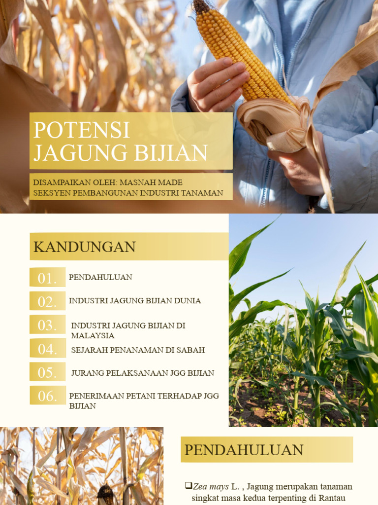 Pengenalan Jagung Bijian | PDF