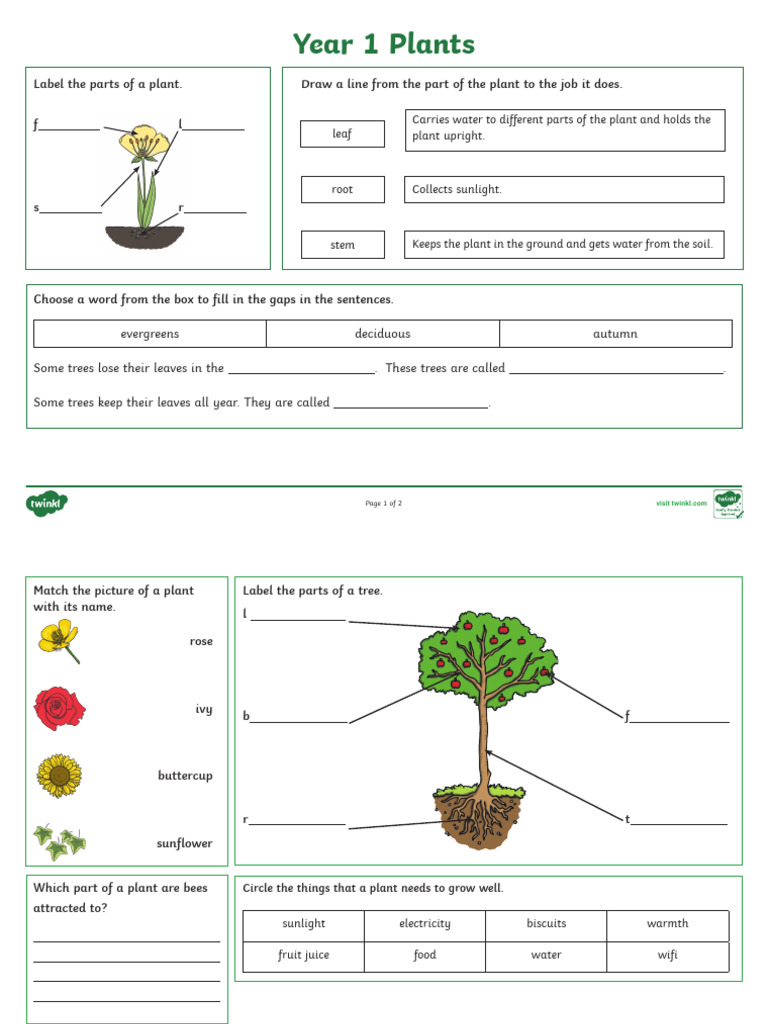 Year 1 Plants Revision Activity Mat | PDF