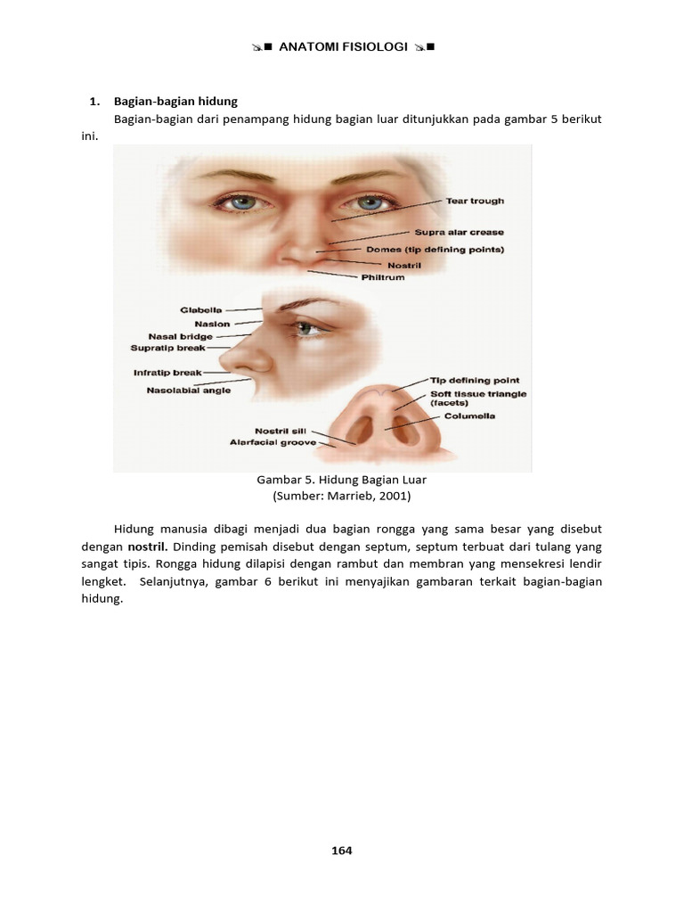 ANATOMI FISIOLOGI- HIDUNG | PDF