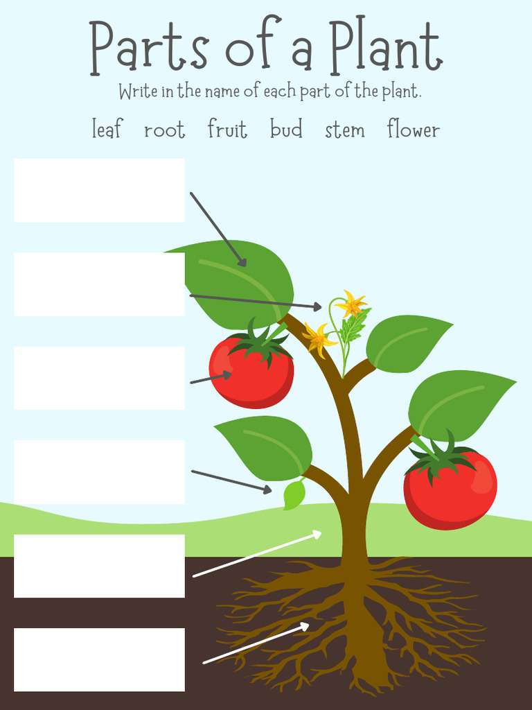 Parts of A Plant Cut and Paste Activity | PDF