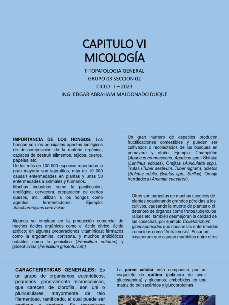 Capitulo Vi Hongos Fitopatogenos | PDF