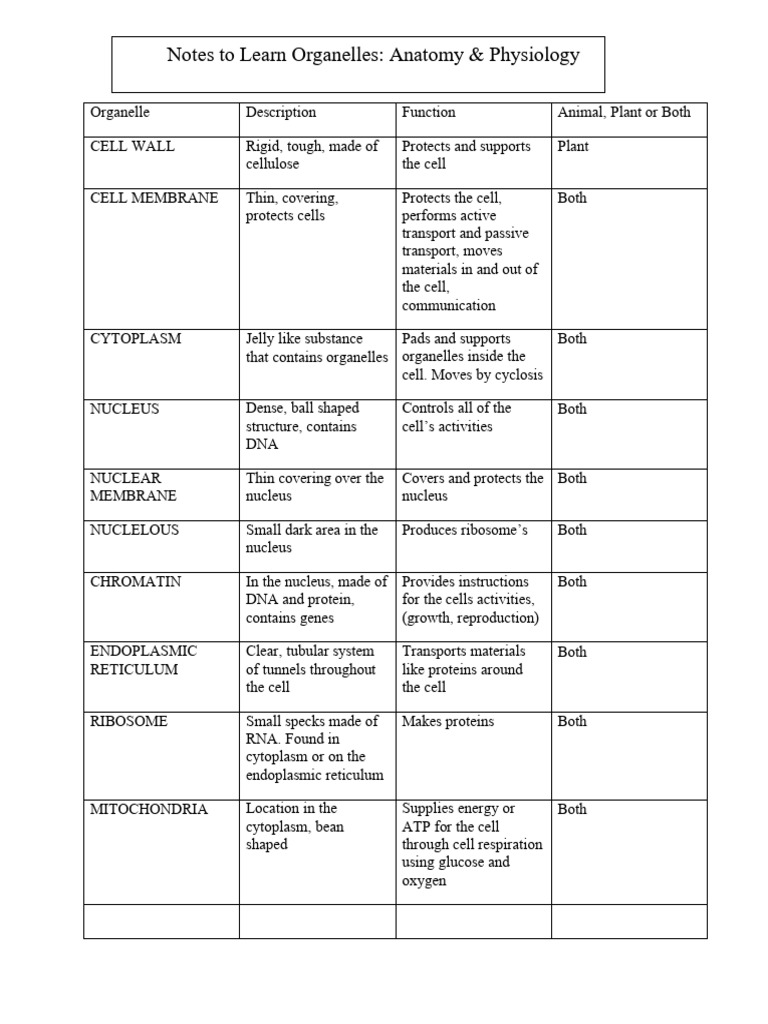 Biology Study Guide 3 - Cell Organelles | PDF