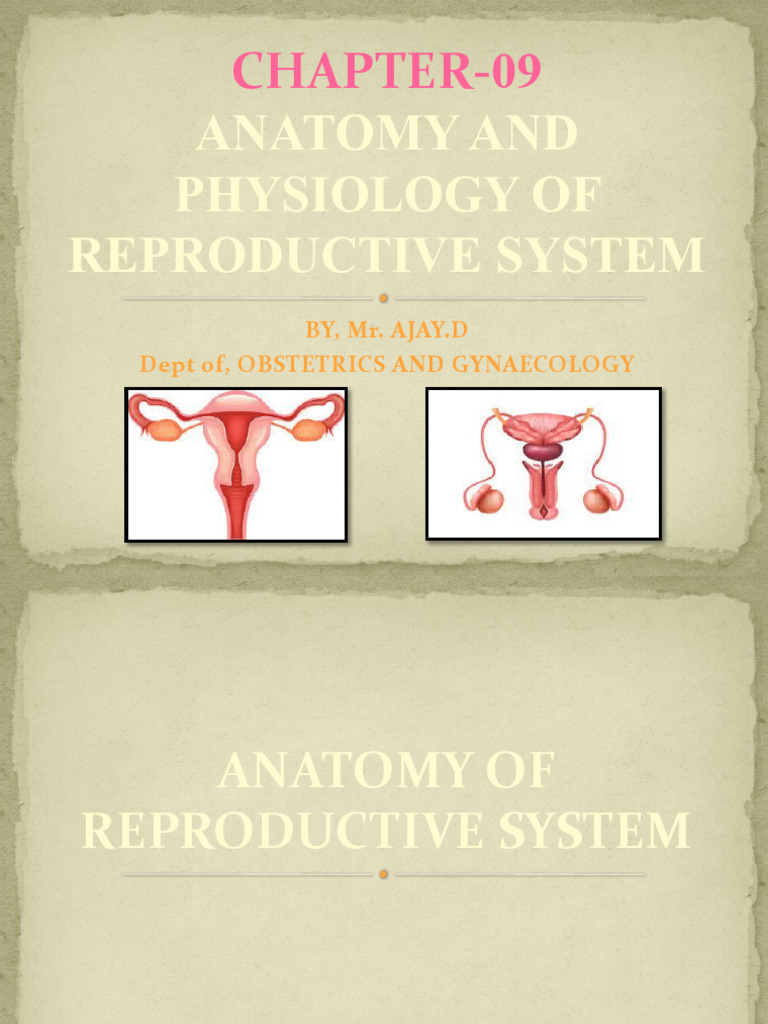 Female Reproductive System Anatomy | PDF