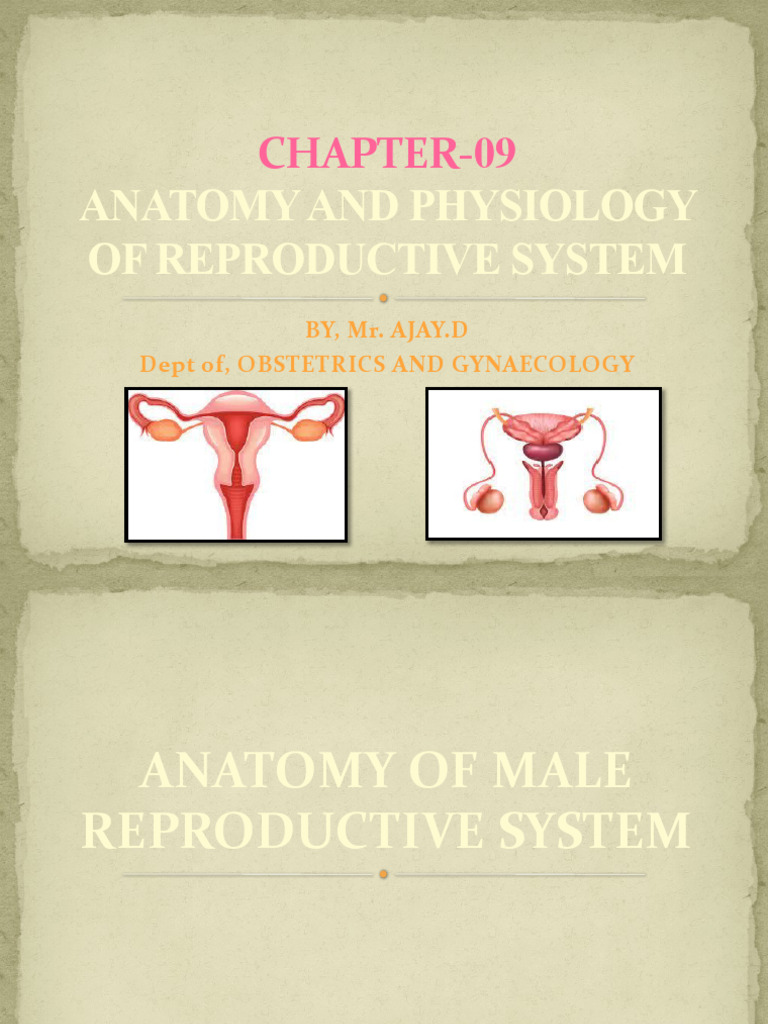 Anatomy and Physiology of Male Reproductive System | PDF | Testicle ...