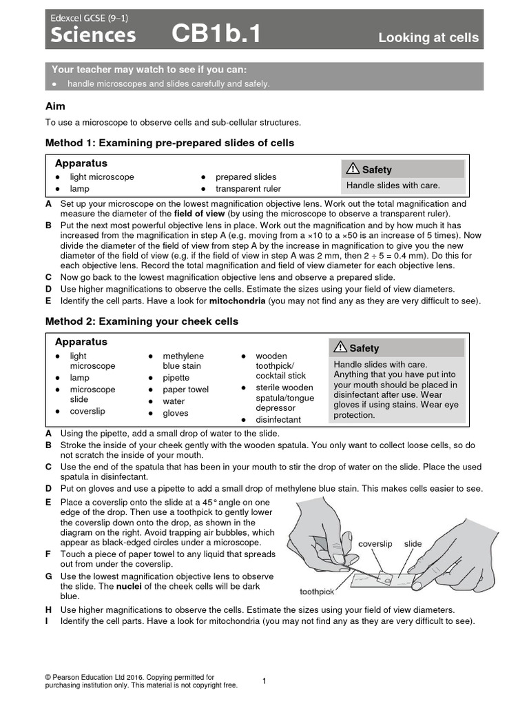 CB1b.1 Microscopes Looking at Cells | PDF