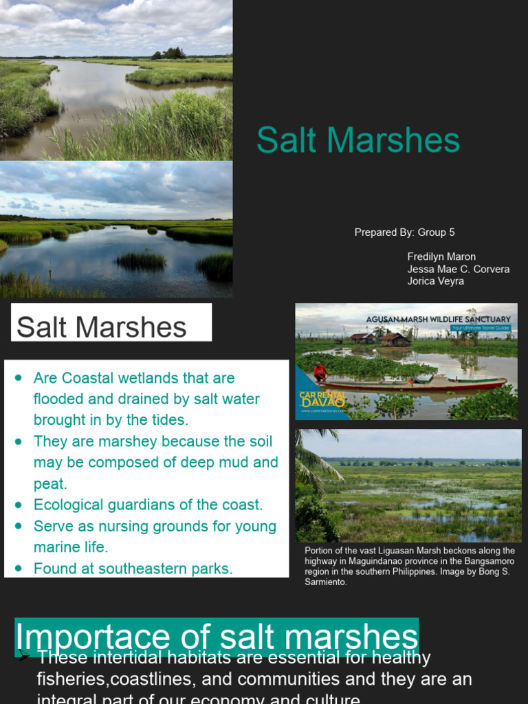 Salt Marshes | PDF