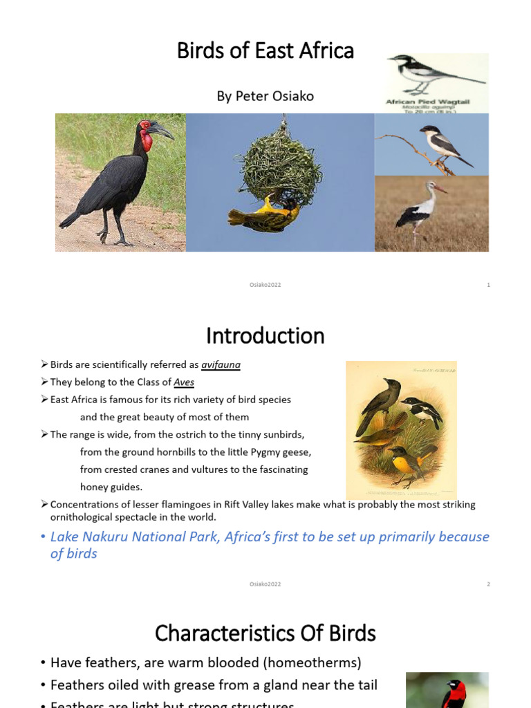 Birds Slides | PDF