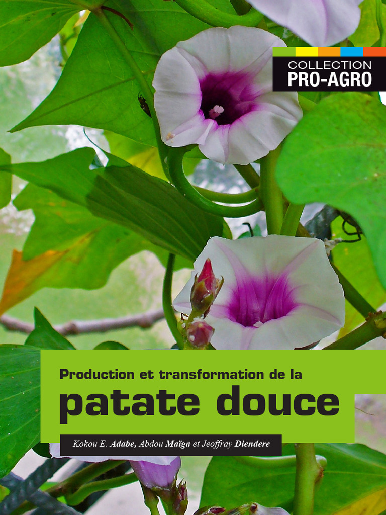 Patate_FR | PDF