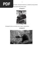 Salamander Classification & Dichotomous Key - with answers | PDF ...