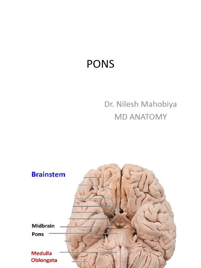 Pons | PDF | Wellness