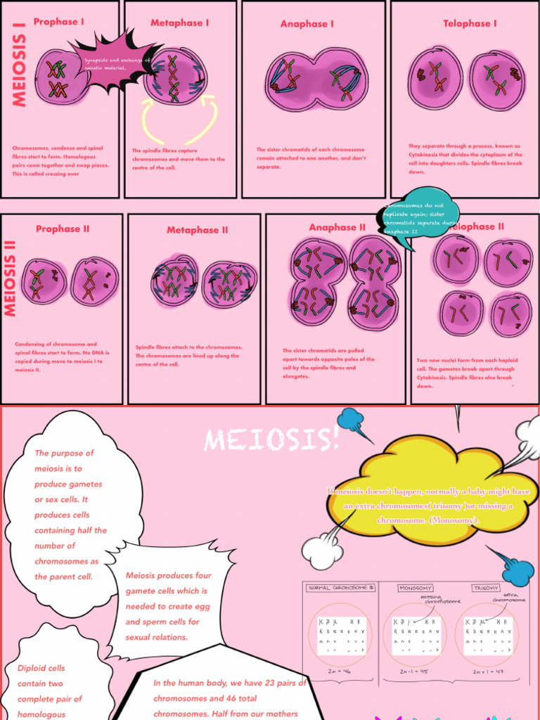 Meiosis Project-Storyboard. | PDF