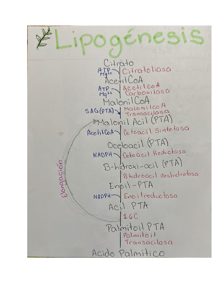 Rutas de Lipogénesis, Síntesis de Fosfoglicéridos, Triglicérido. | PDF