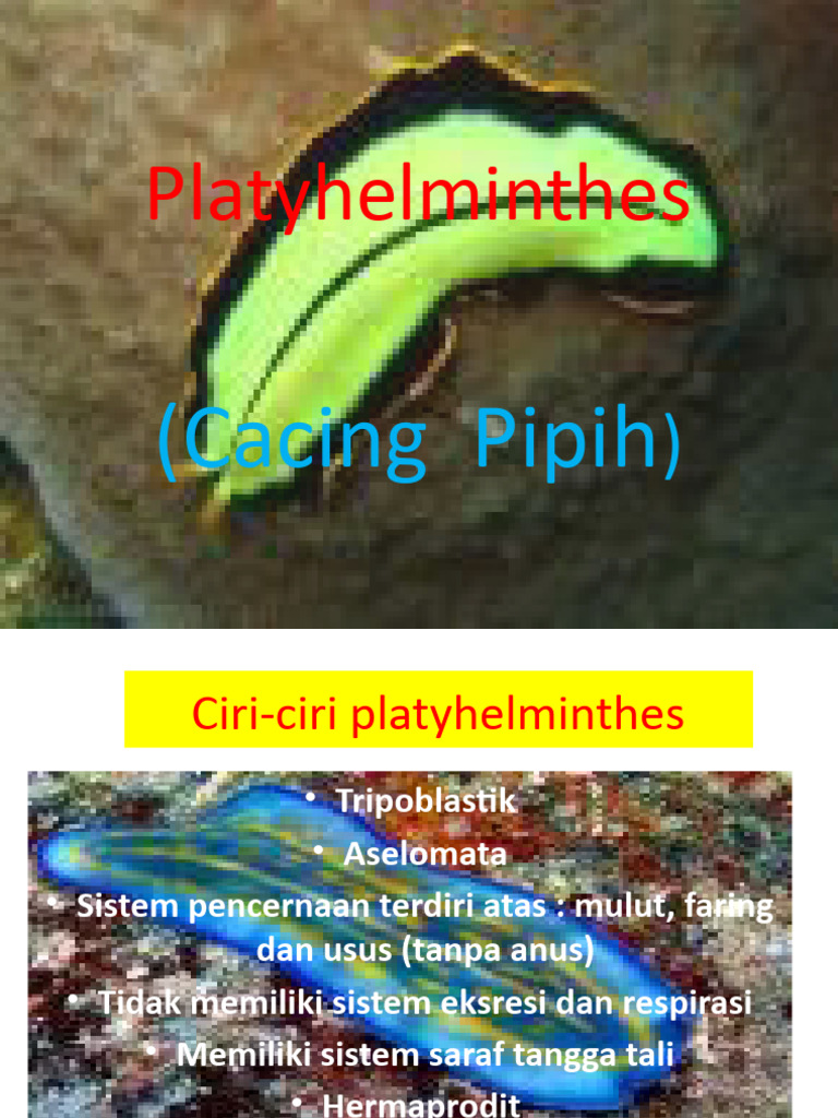 Platyhelminthes | PDF