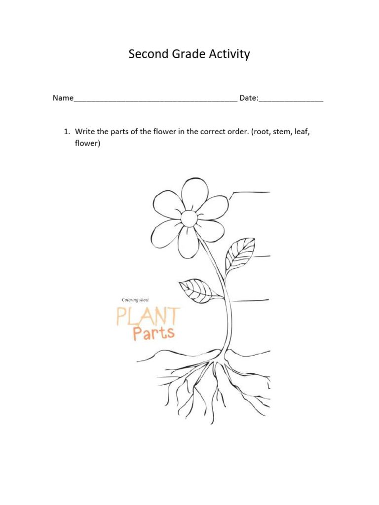 Second Grade Flower Parts Activity | PDF