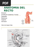 Anatomia Exposicion Recto y Ano | PDF | Recto | Pelvis