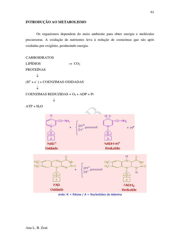 Aula 8 - Introdução Ao Metabolismo | PDF Aula 8 - Introdução Ao Metabolismo | PDF