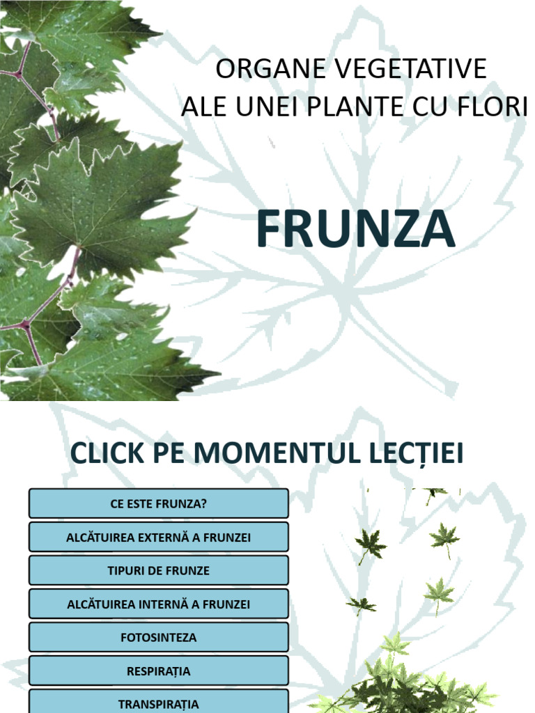 Frunza cl 7 | PDF