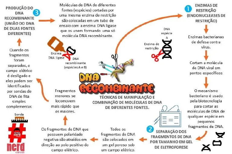 Mapa Mental Dna Recombinante Biologia | PDF