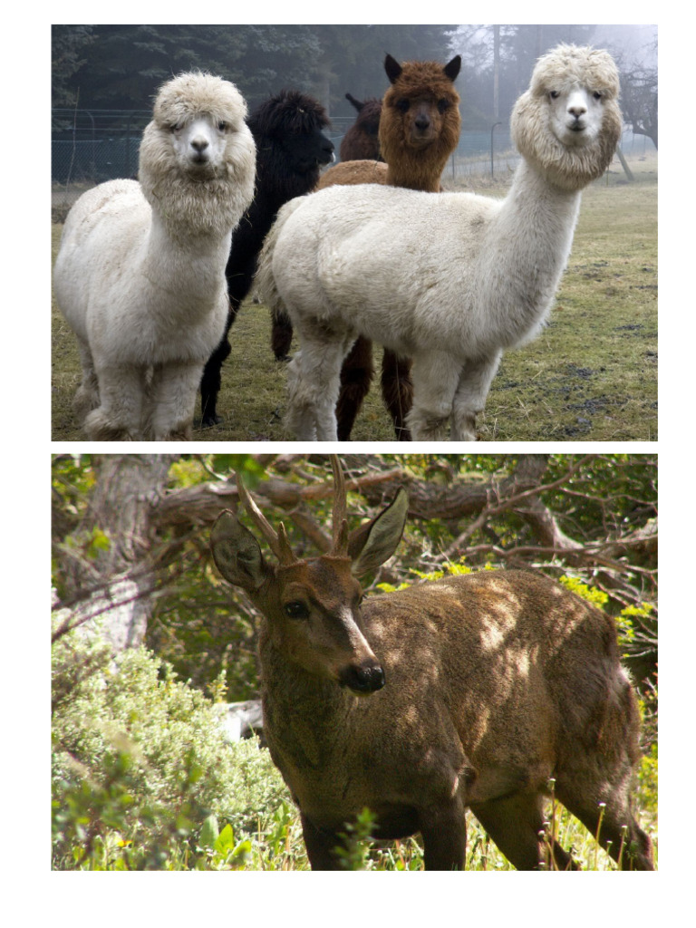 Disertacion Animales Chilenos | PDF