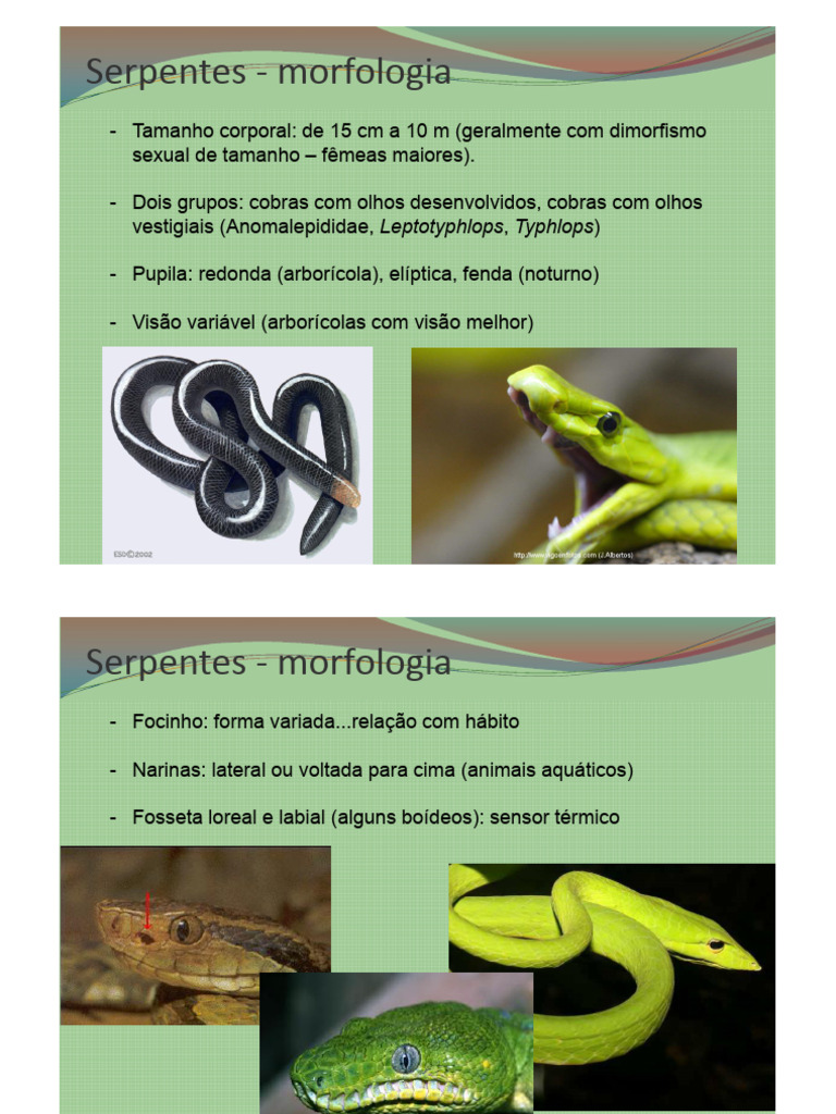 Aula UNIP Répteis Tuatara, Lagartos e Serpentes - 15-09-14 - Parte 2 ...