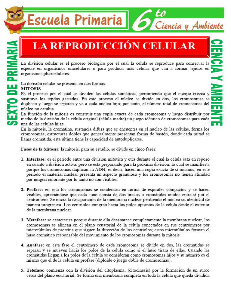 Reproduccion Celular para Sexto de Primaria | PDF | Mitosis | Mitosis