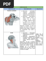 Rotación de Tronco | PDF | La columna vertebral | Sistema ...