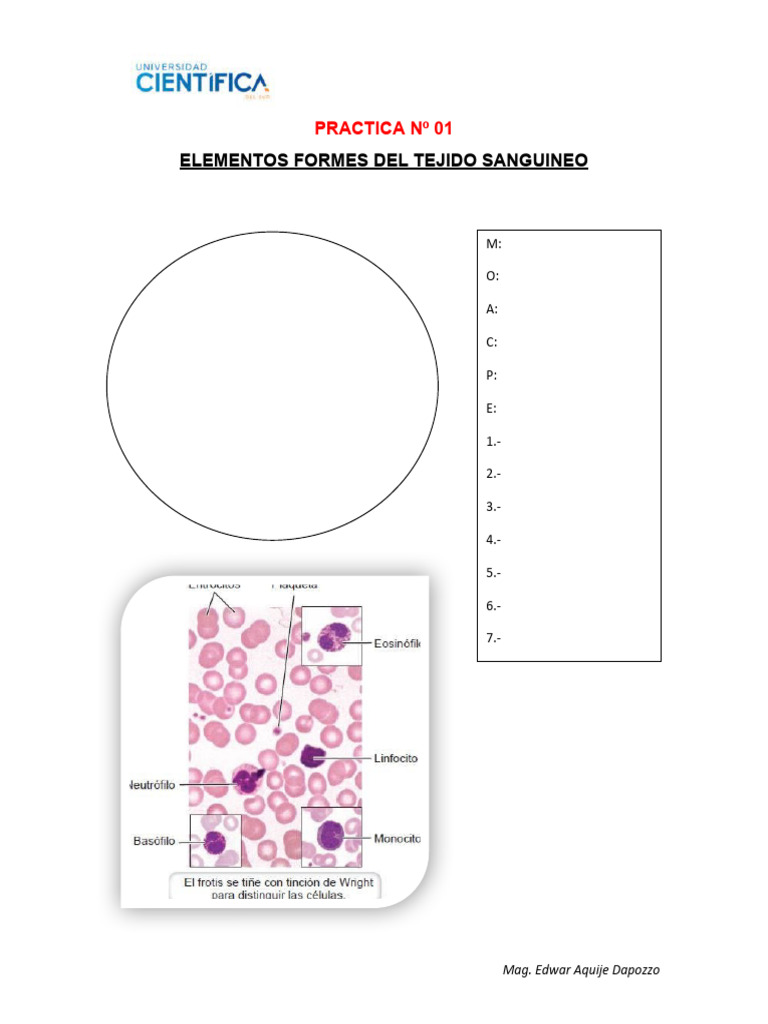 Practica #01 - Elementos Formes Del Tejido Sanguineo | PDF