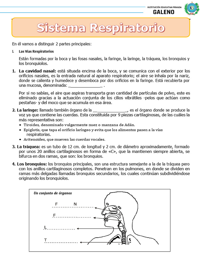 Sistema Respiratorio 6to Prim | PDF