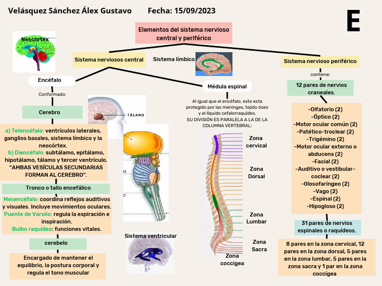 Esquema de Los Órganos y Elementos Del SNC Y SNP | PDF | Sistema nervioso central | Cerebro