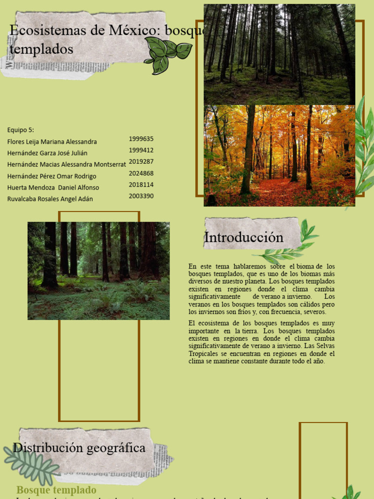 Plantas Y Animales Del Bosque Templado