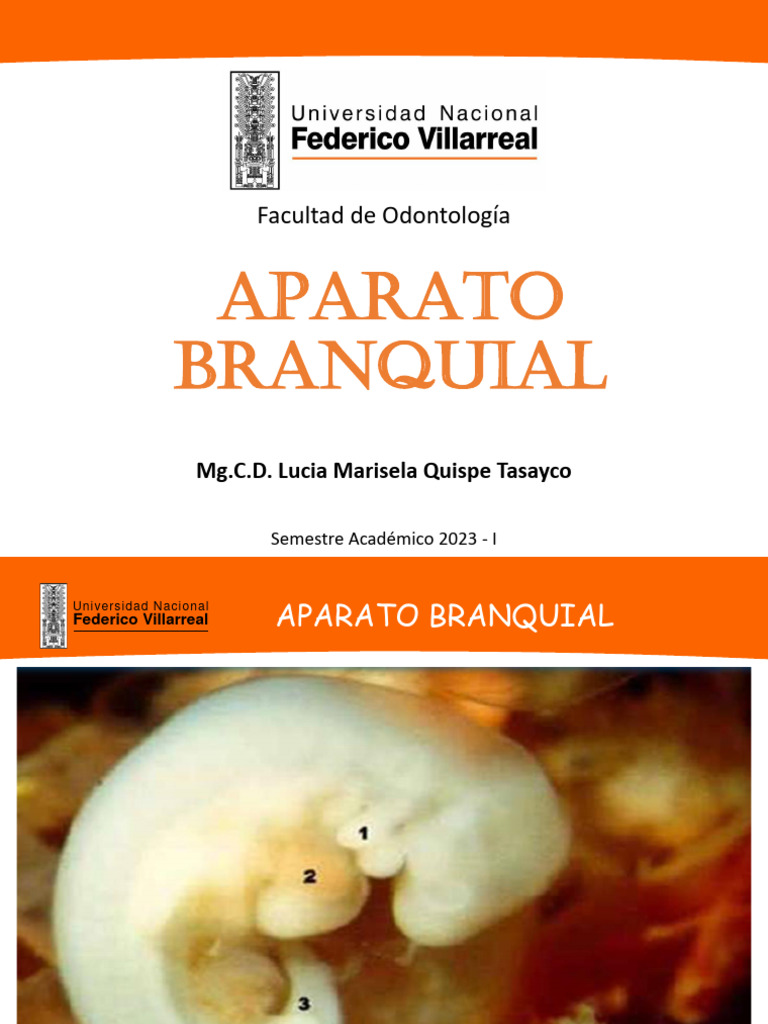 UNIDAD 2 - SEM 09 - ARCOS BRANQUIALES - TEORIA 2023 | PDF | Lengua | Anatomía