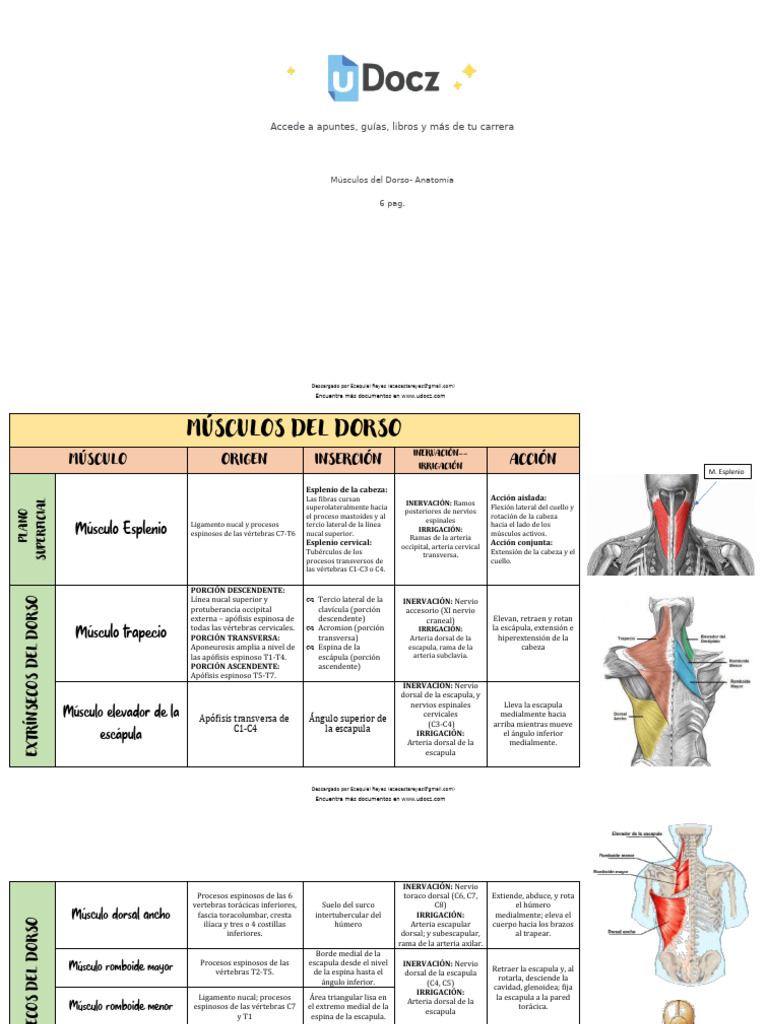 Musculos Del Dorso 349682 Downloadable 3958232 | PDF