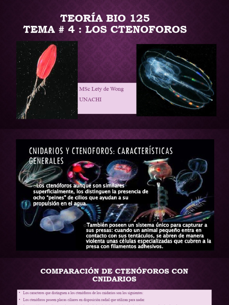 Tema#4 Teoria Bio 125 Los Ctenóforos | PDF