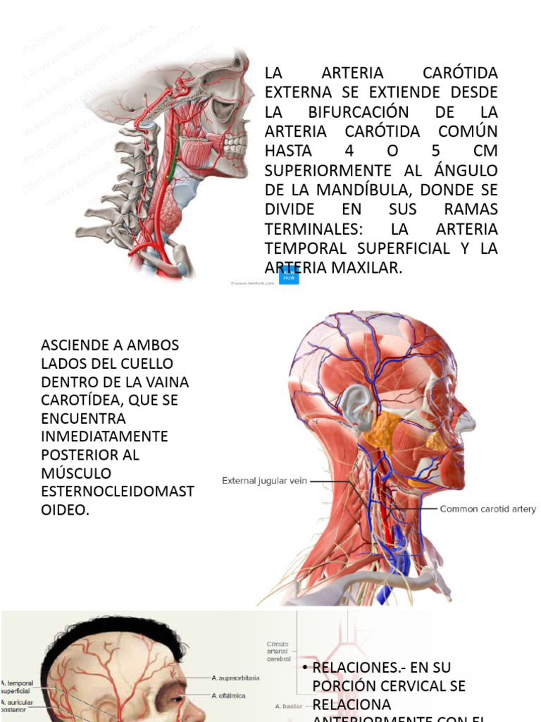 ARTERIA CAROTIDA Externa | PDF