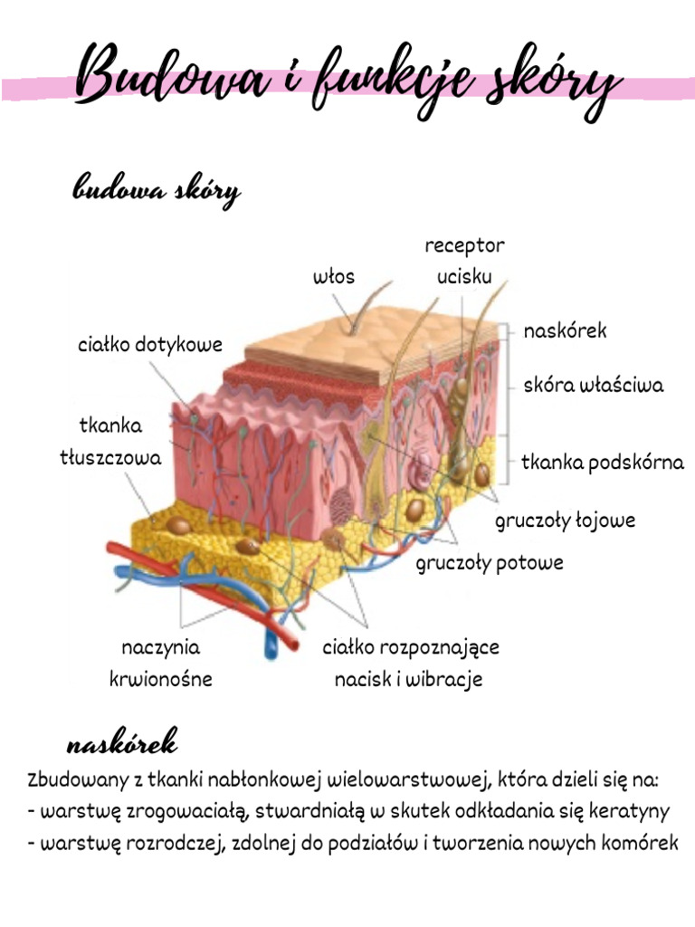 Budowa I Funkcje Skóry | PDF