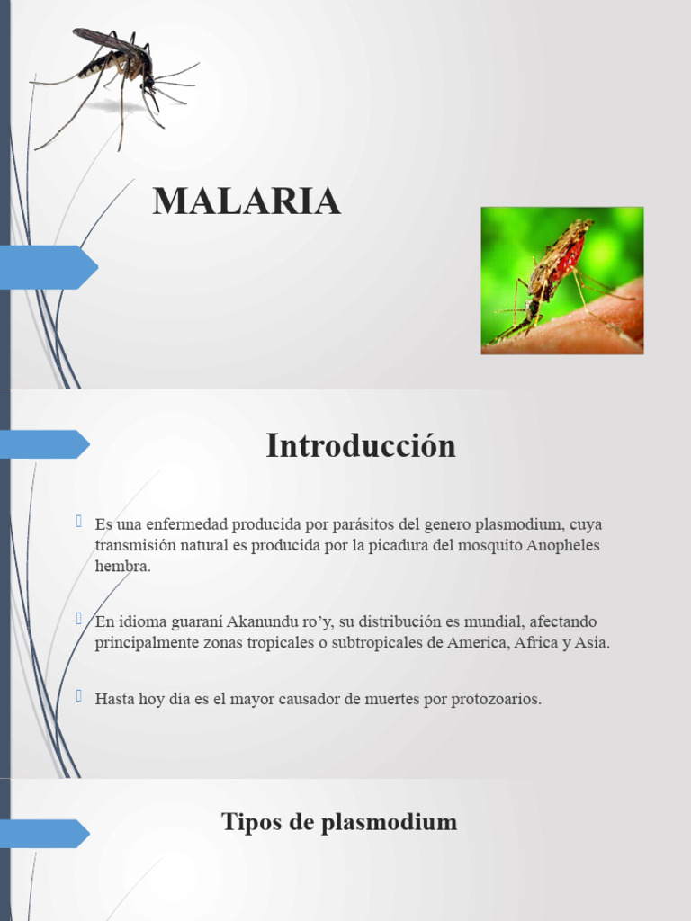 Plasmodium. Malaria | PDF