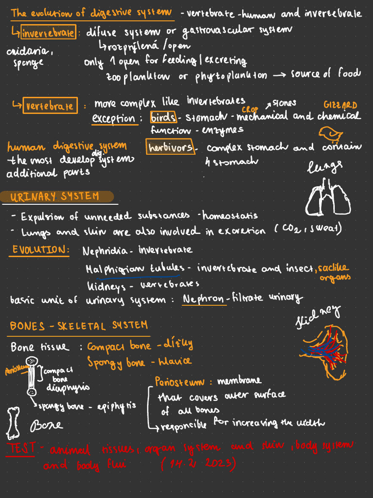 Digestive System, Urinary System, Skeletal System | PDF | Digestion ...