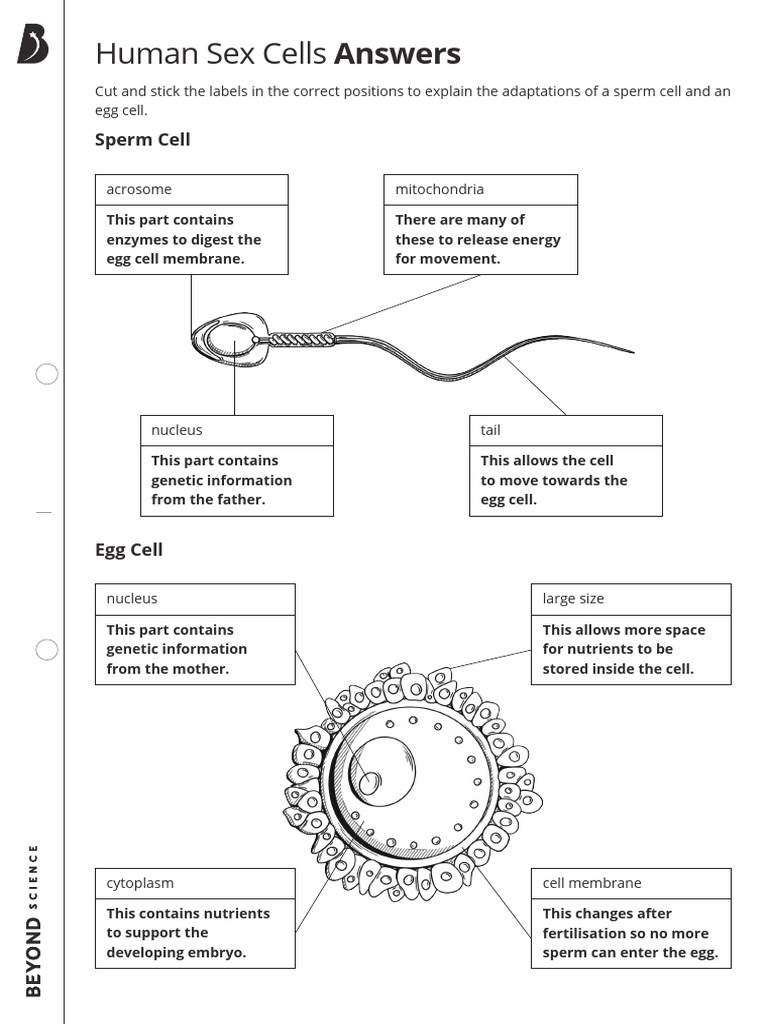 Human Sex Cells Worksheet Support Answers | PDF | Self-Improvement ...
